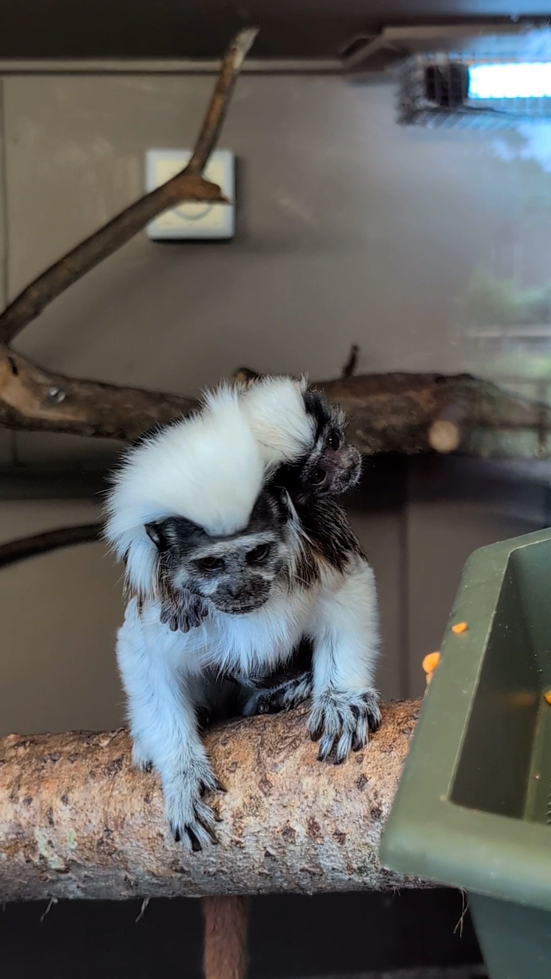 RAW VIDEO: Adorable Cotton-Top Tamarin Born at Blackpool Zoo 1/2