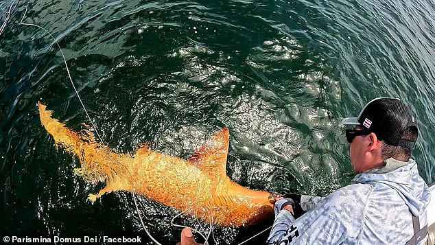 Rare orange shark with ghostly white eyes captured in first-of-its-kind ...