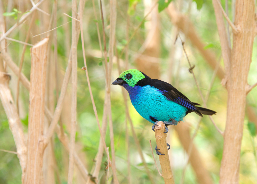 15 Most Colorful Birds in the World