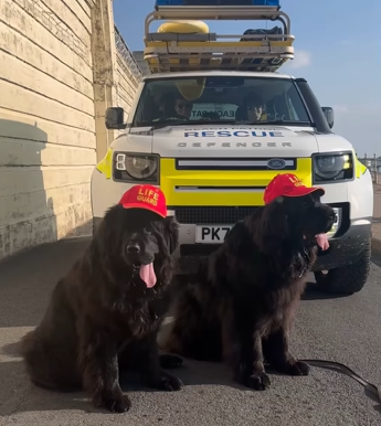 These heroic Newfoundland dogs save lives - now you can meet them in ...