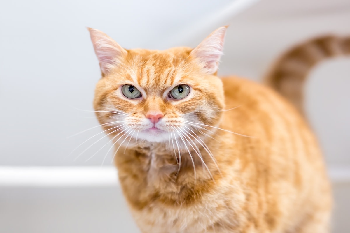 ‘Old Man’ Orange Cat’s ‘Personal Beef’ With the Roomba Is a Rivalry for ...