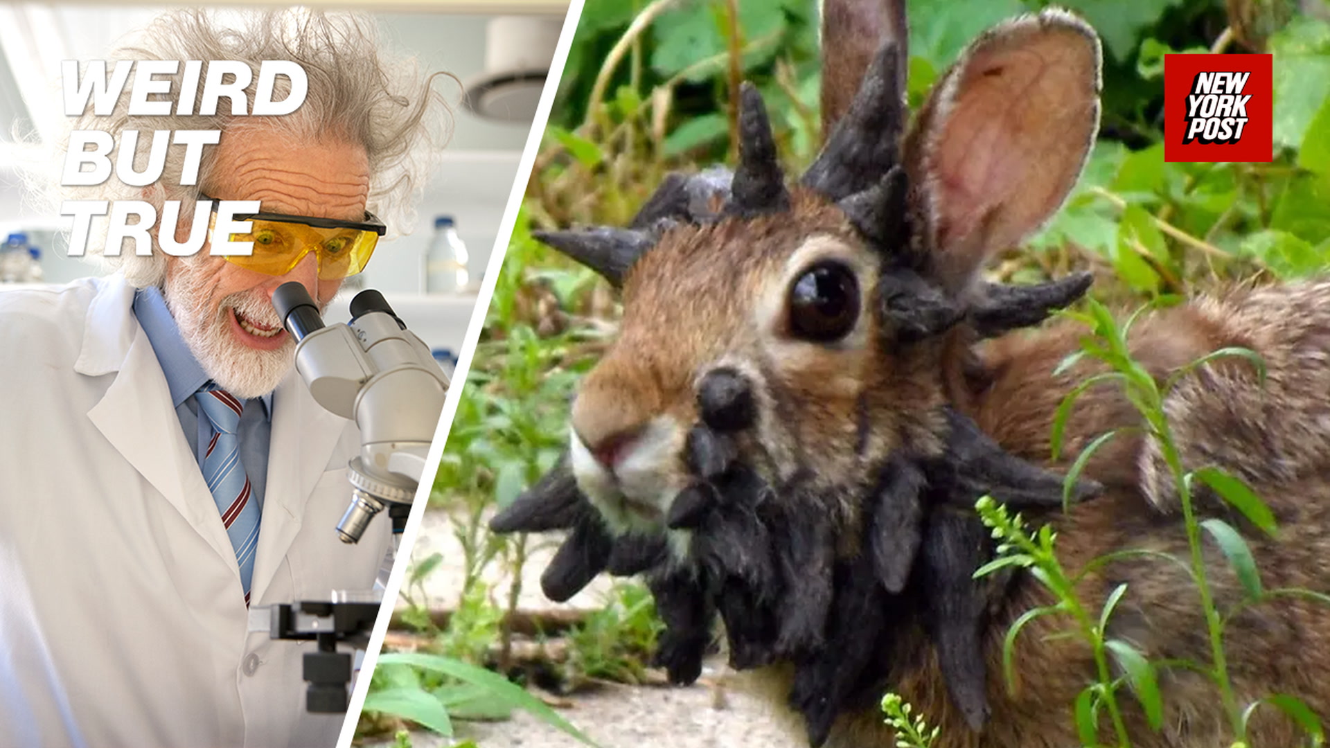Are 'horned' rabbits a sign of the Apocalypse? Scary virus explained ...