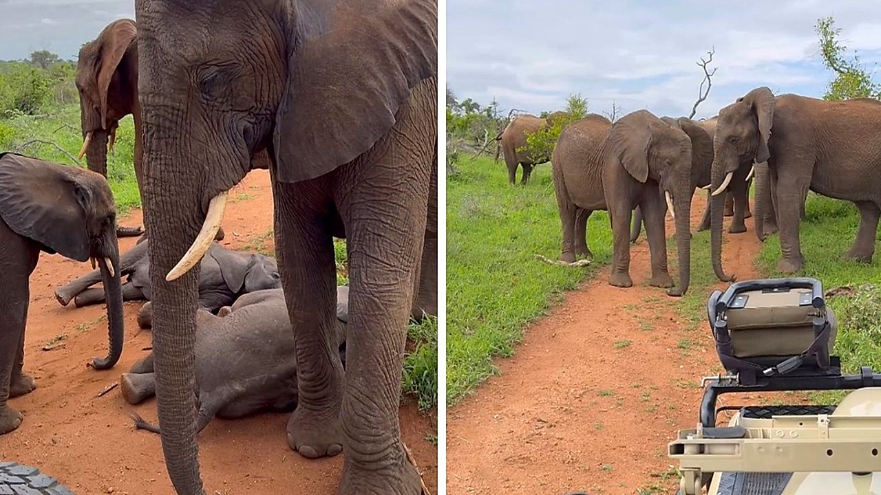 Herd of 30 elephants blocks safari with unexpected nap time