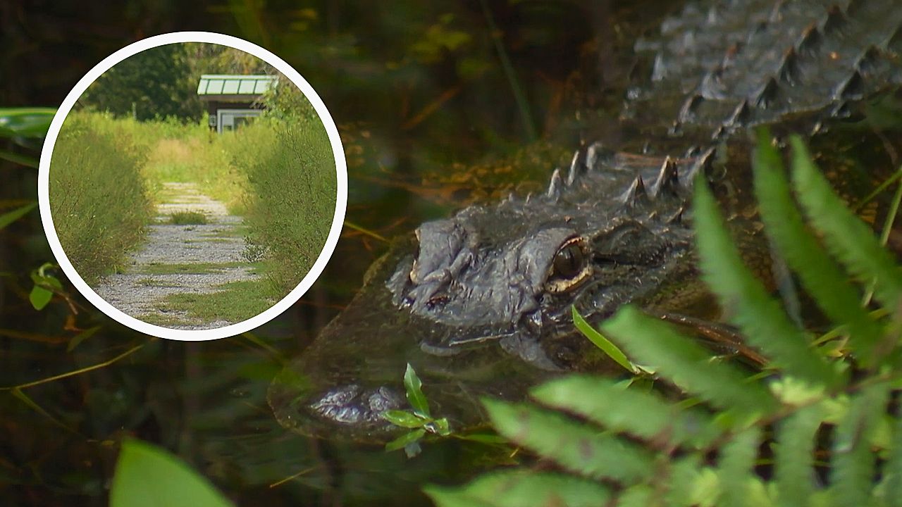 Woman hospitalized after being attacked by gator while hiking in Florida