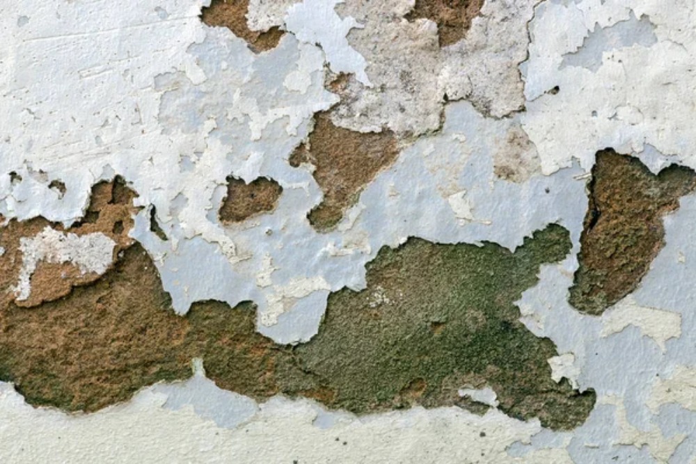 18 Simple Steps to Prevent Mold Growth