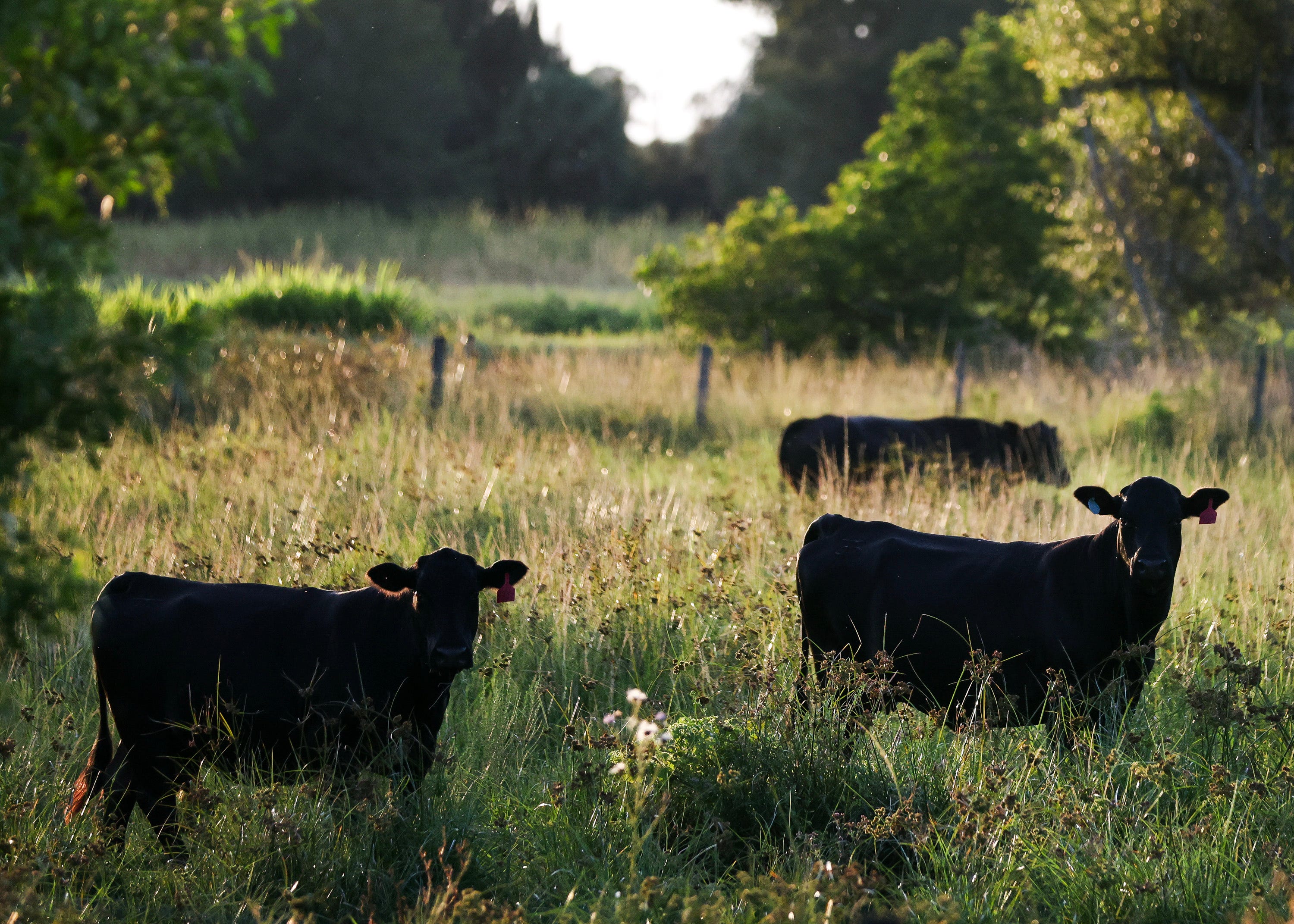 Florida cattle ranchers have beef with Trump's plan to import meat from ...
