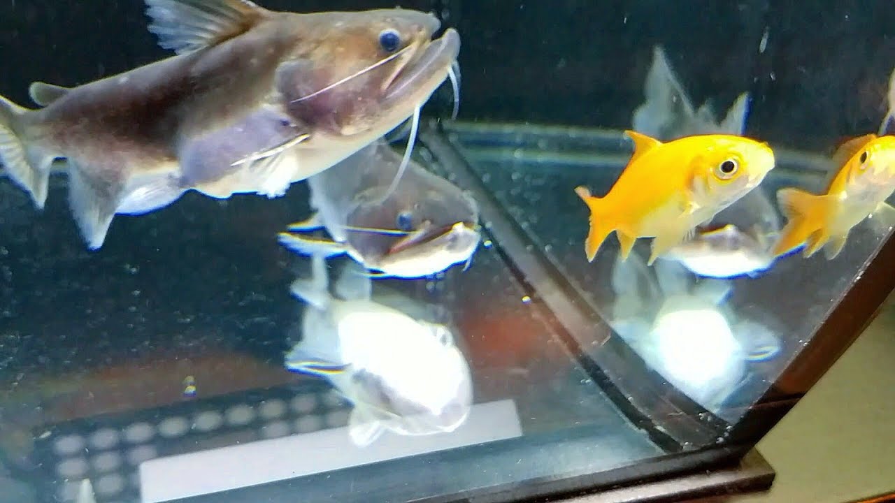 Aquarium clash: Two catfish compete for a goldfish meal