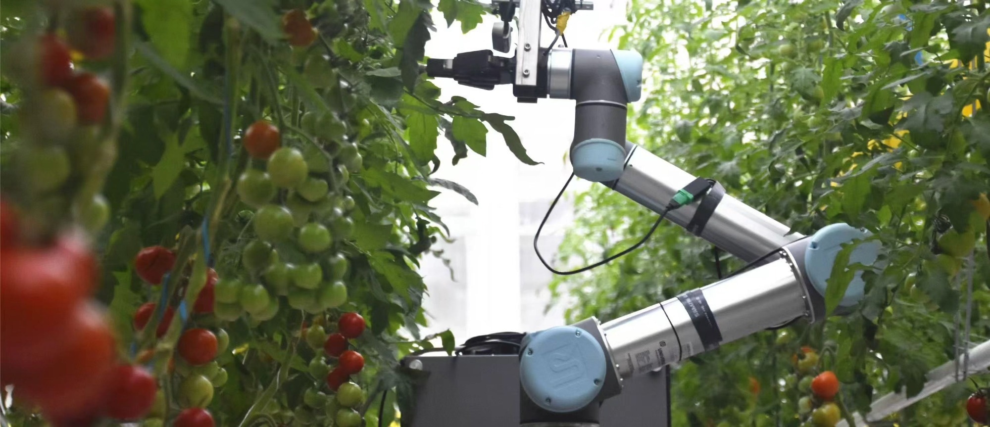 New System Uses Gene Editing and AI Robots to Redefine Pollination