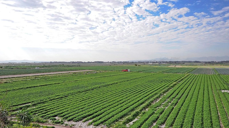 Women own 20% of farming units in South Africa: a growing force in ...