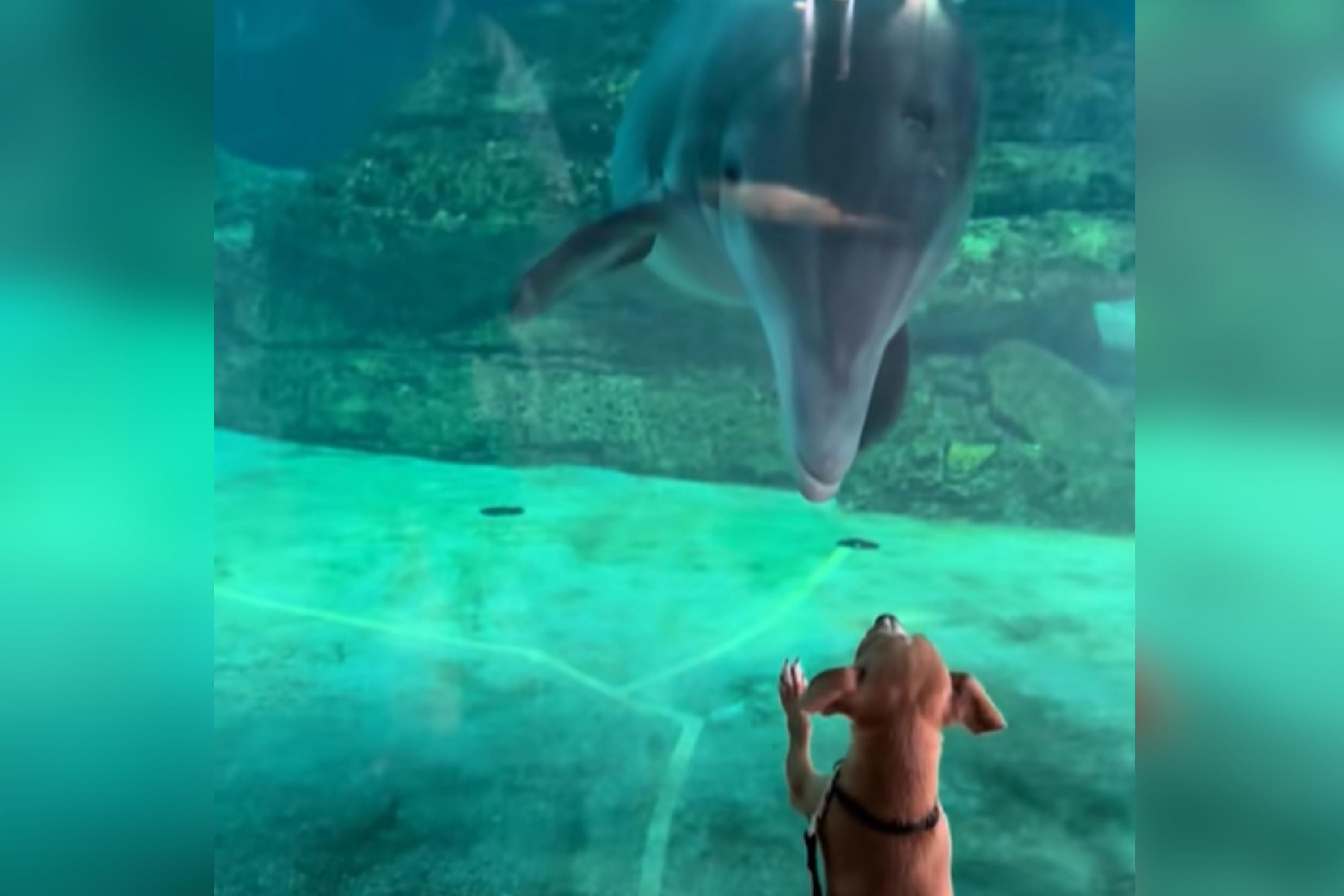 Dog meets dolphins at aquarium—their face-to-face reaction says it all