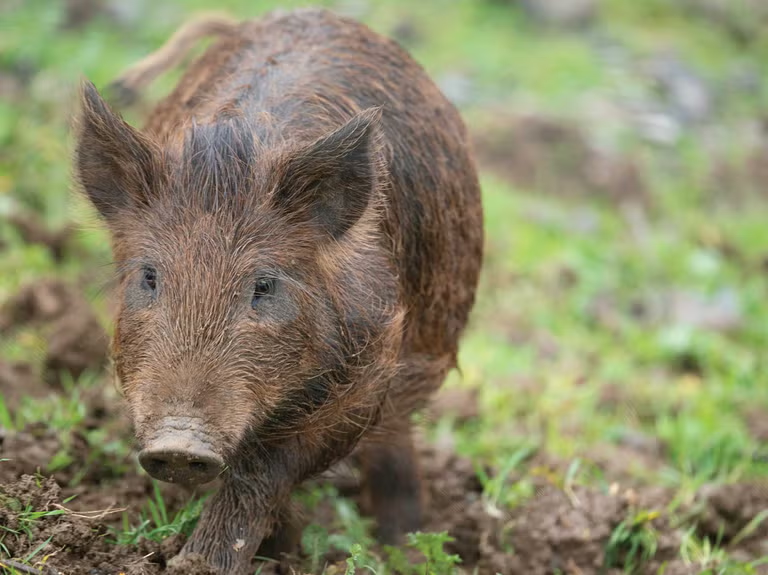 13-Year-Old Girl Recovering After Wild Hog Attack