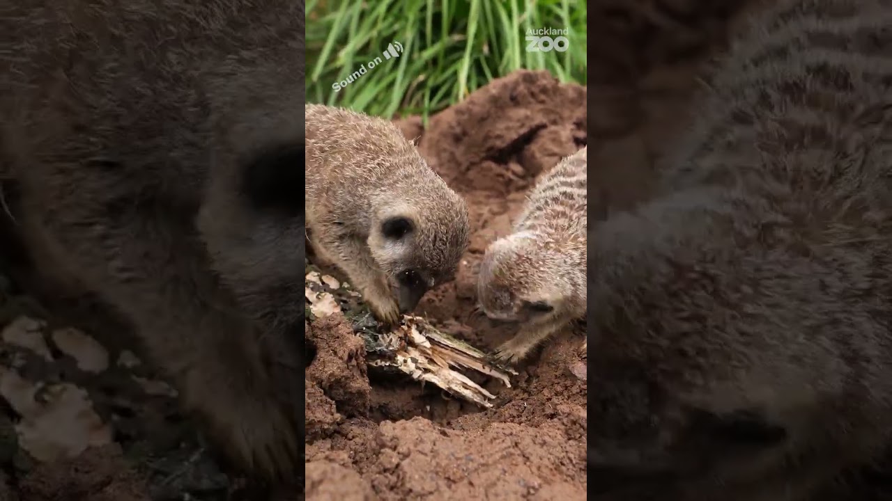 Meerkat pups chatter energetically during playtime