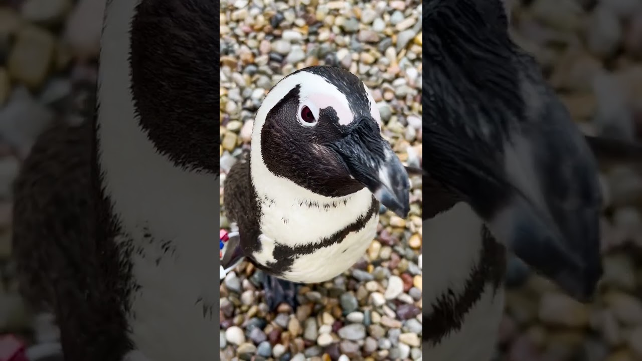Watch a cute African penguin walking on the rocky shore
