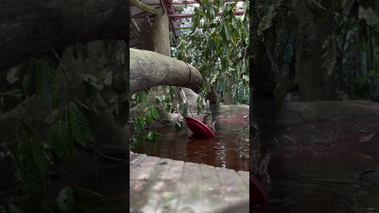 Rescued ocelot dives into a playful world of fun