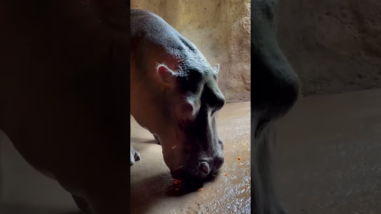 Hippo Fiona checks in with caretakers while enjoying snacks