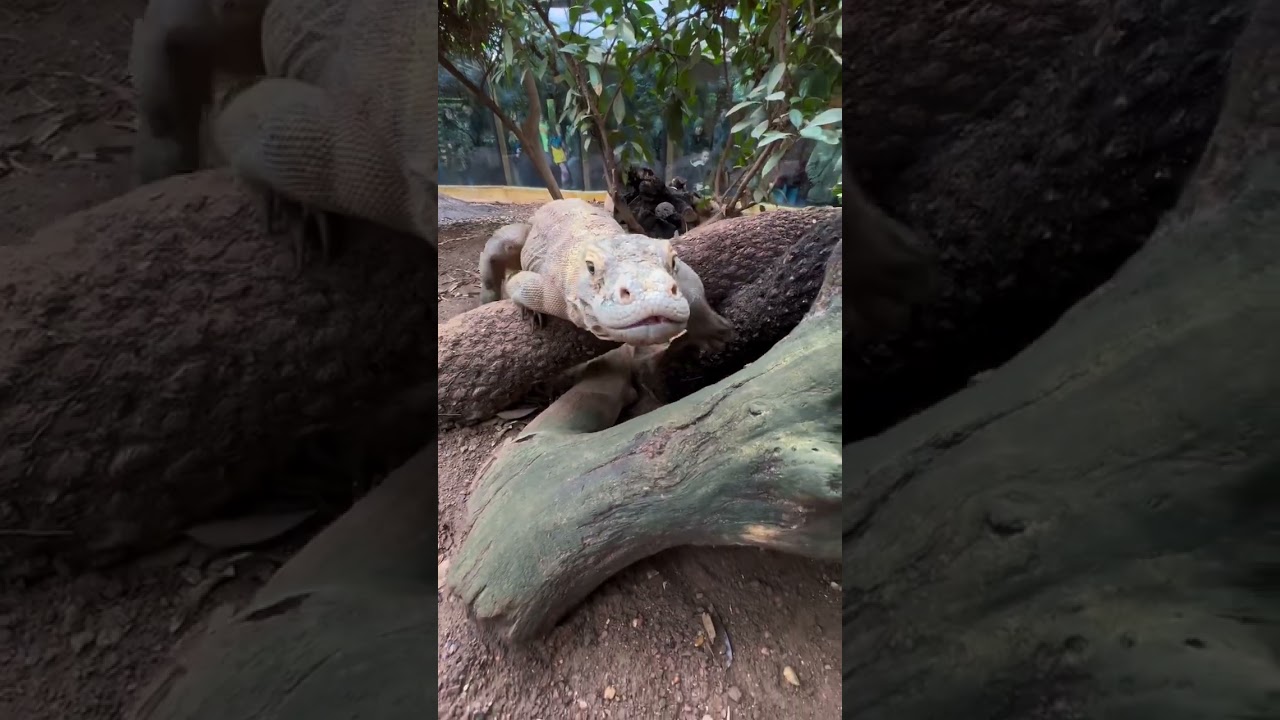 Adorable animals bring joy to everyone