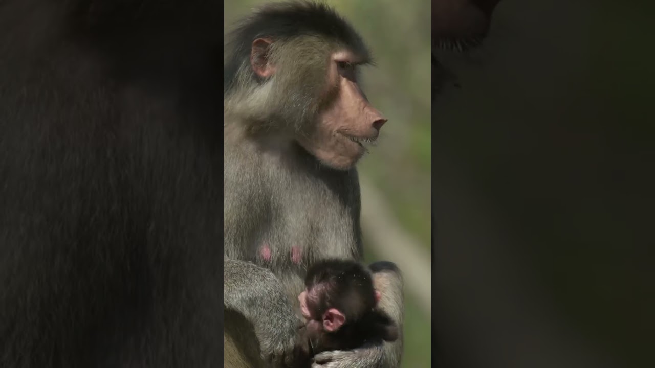 Observe a wild hamadryas baboon troop play together