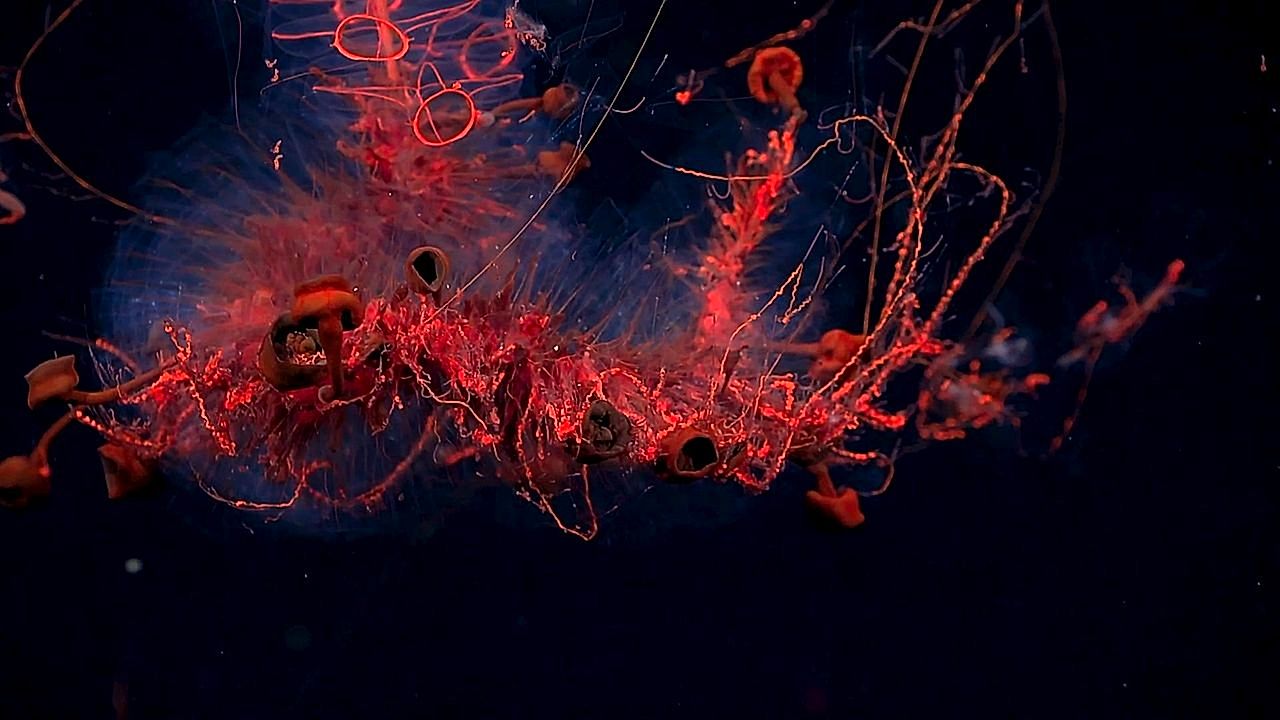 Deep-sea dive unveils otherworldly species in Argentina's Mar del Plata ...