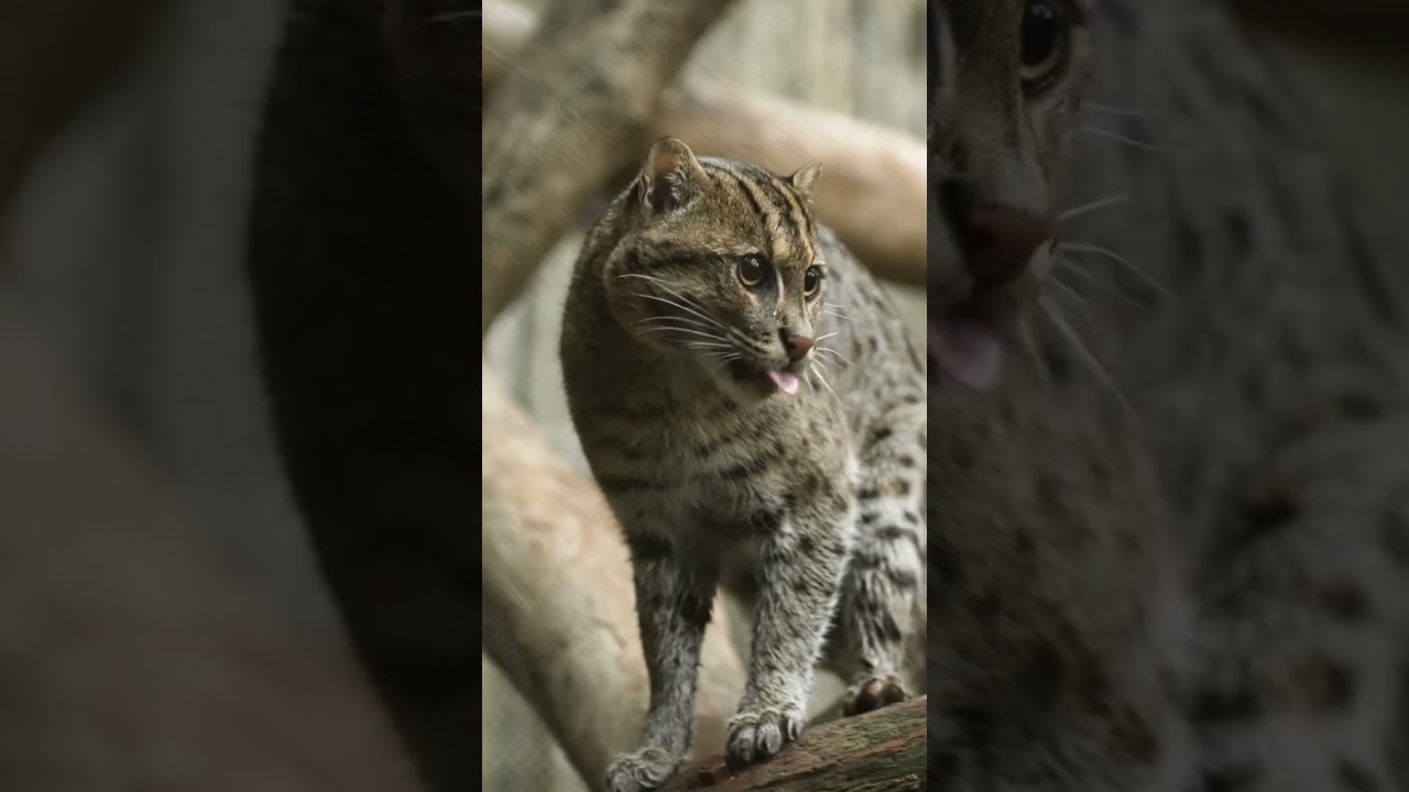 Fishing cat showcases hunting skills in water