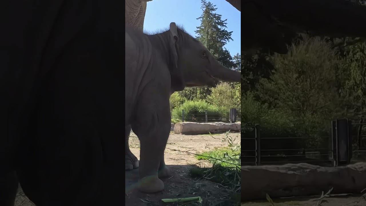 Baby elephant explores the outdoors for the first time