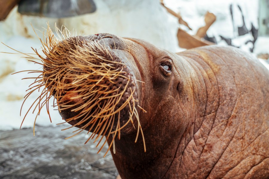‘Basa,’ one of oldest walruses in captivity, dies at SeaWorld San Diego