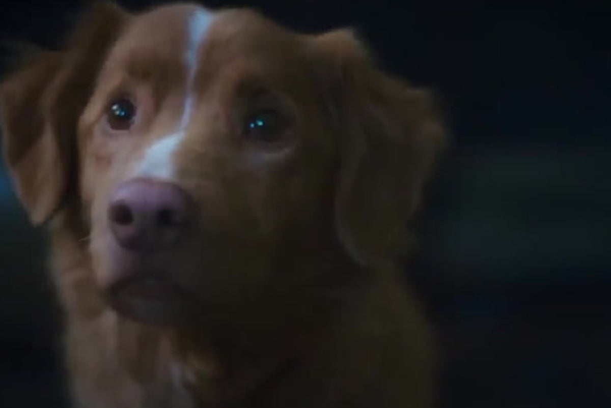 New horror film shot from perspective of a dog drops first trailer