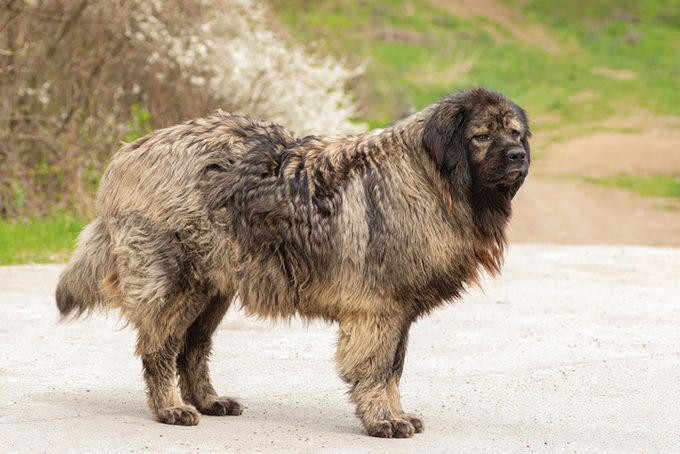 21 loyal guard dog breeds that will help protect your family