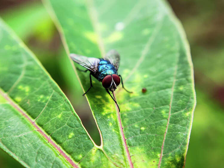 U.S. wages $750M battle against 'nightmare' of a worm known to devastate cattle