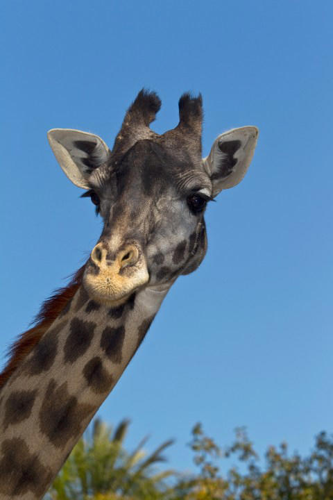 Heartbreaking day for San Diego animal lovers: giraffe, polar bear die ...