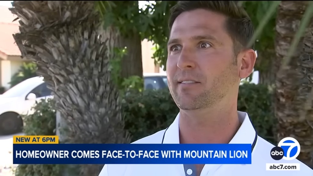 Wild video shows mountain lion strolling into California home, coming face-to-face with man ...