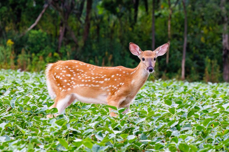 10 Facts About White-Tailed Deer
