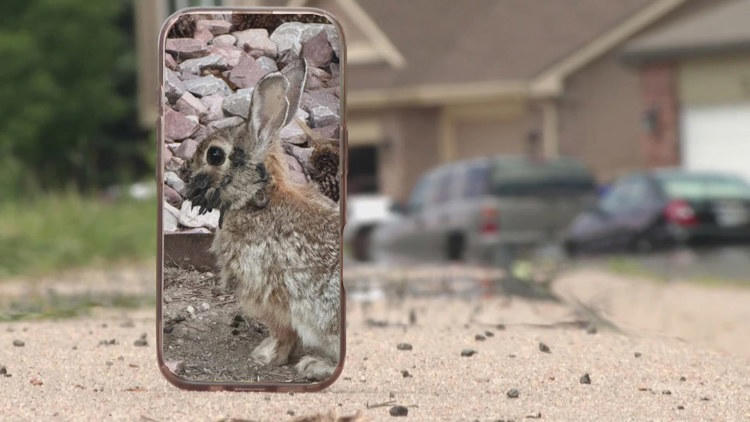 'Zombie rabbit' virus has been around for a while, helped with HPV ...