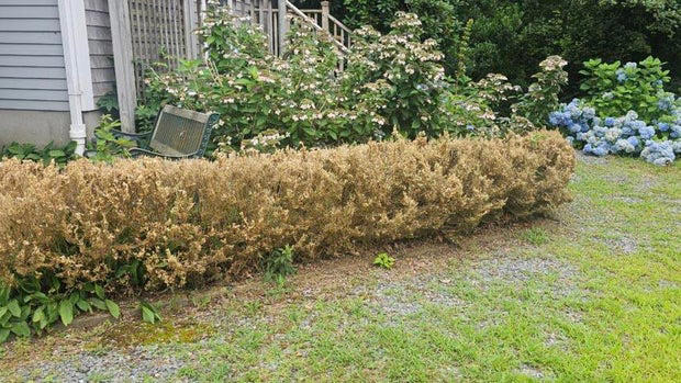 Invasive box tree moth doing "serious damage" to common shrubs on Cape ...