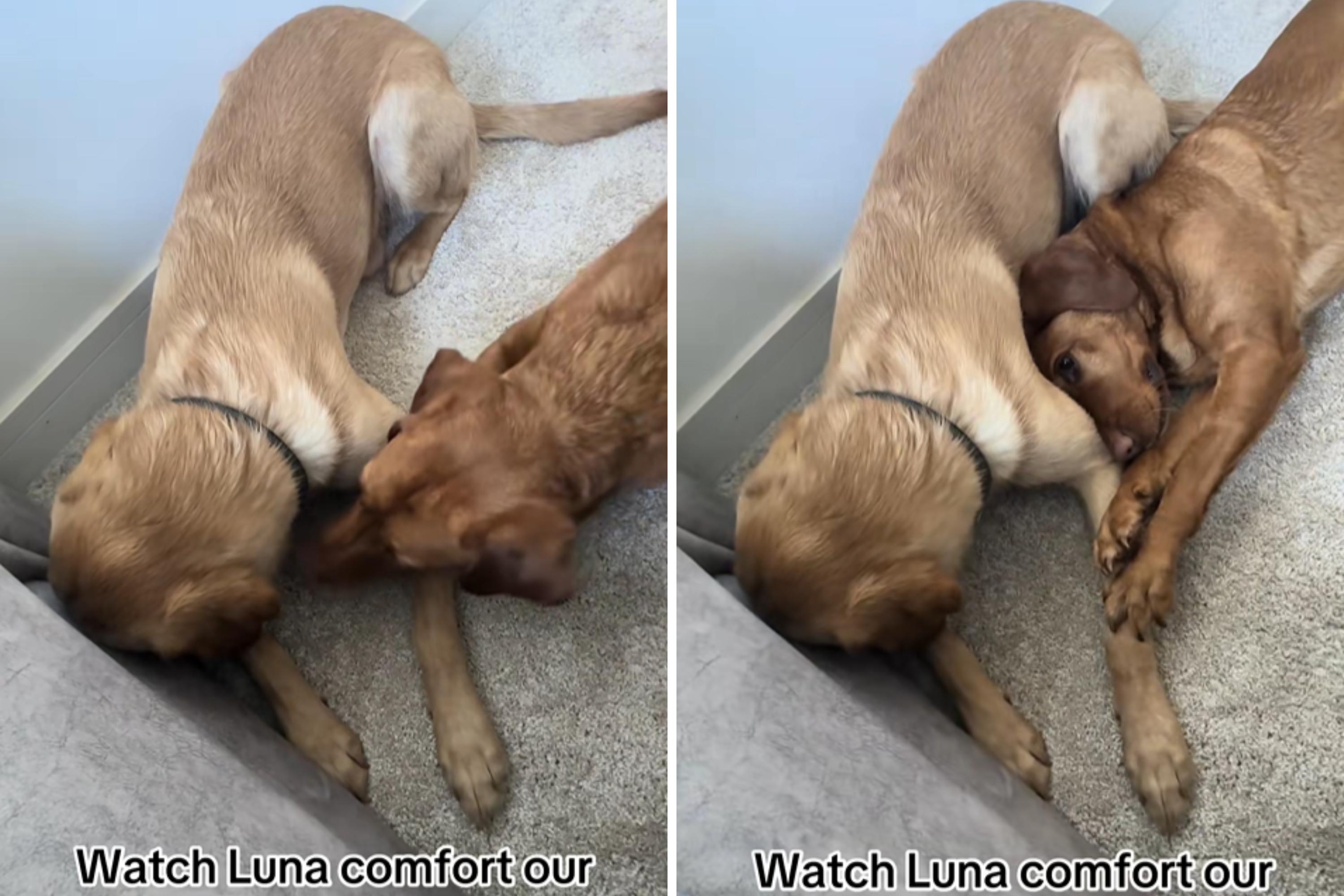 Tears as dog makes sure scared rescue pup feels safe again