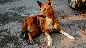 From Pets To Strays: What Global Dog Populations Reveal About Society