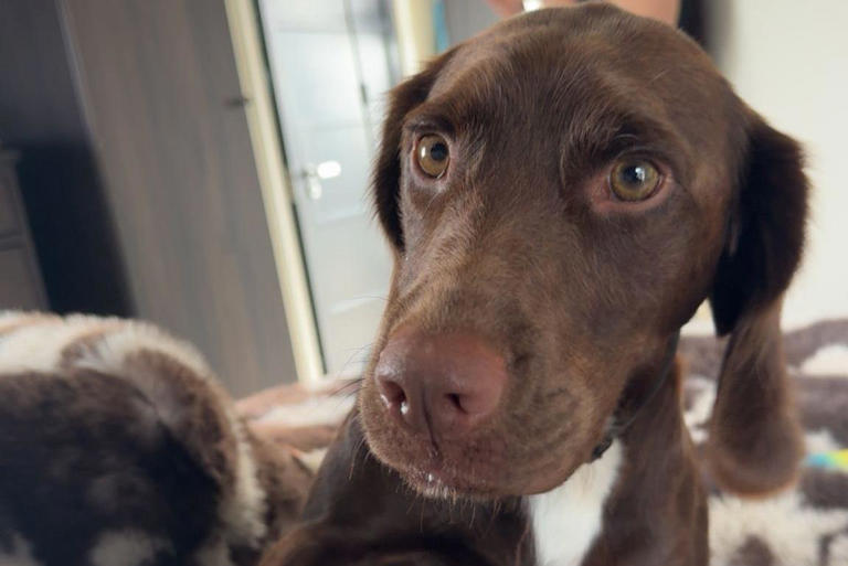 Call for help as beloved dog Mabel goes missing in the Mournes