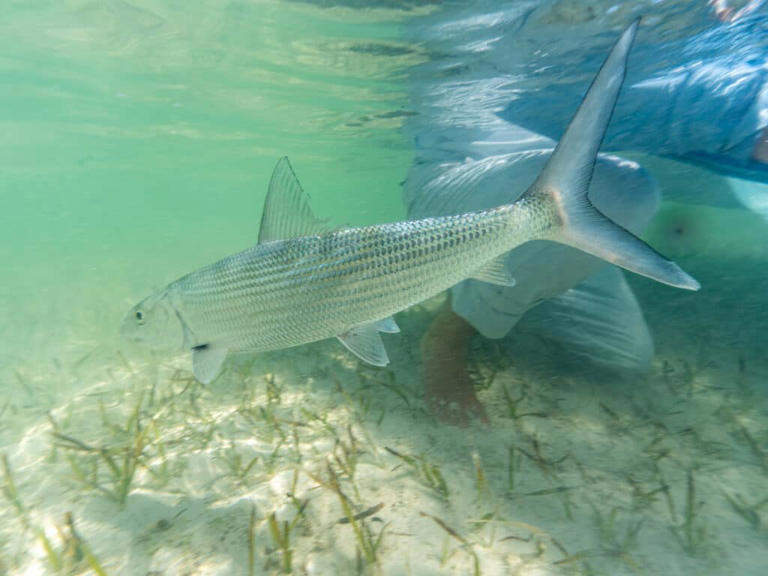 Seasonal Closure Protects Florida Bonefish