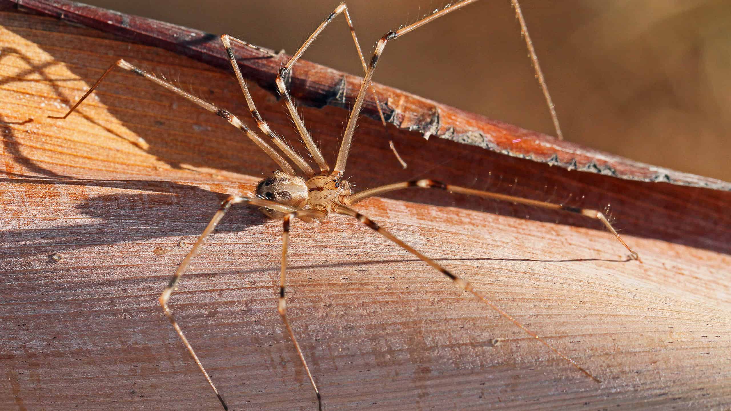 Legs for Days: 16 Animals with the Longest Legs