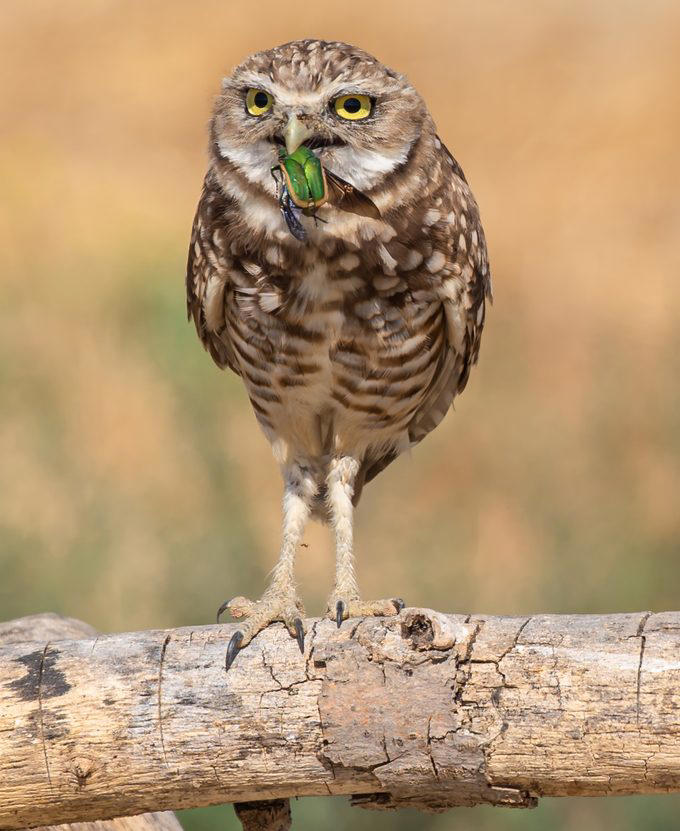 21 Funny Owl Pictures That Are a Real Hoot