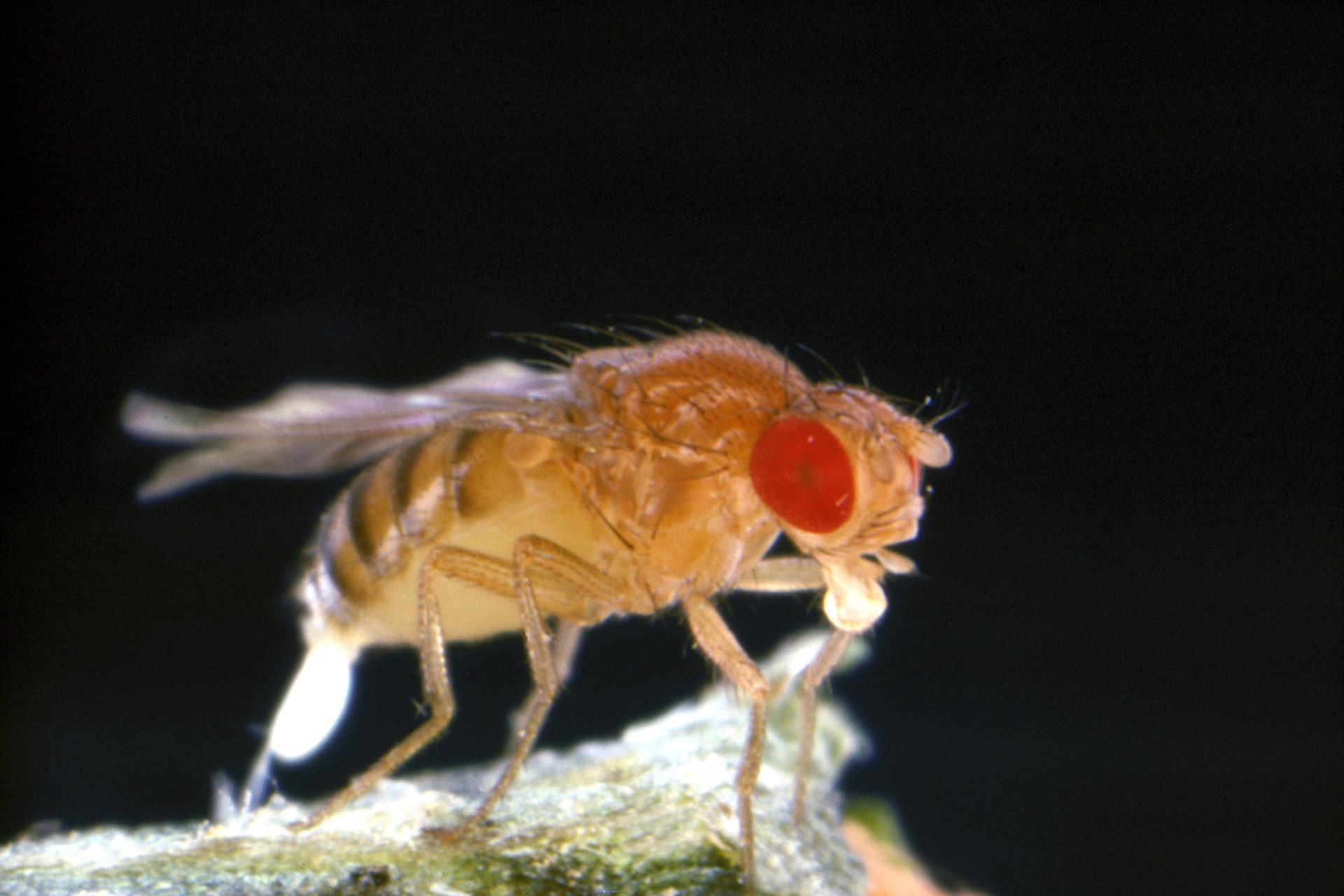 Animals in space: The unsung heroes of cosmic exploration