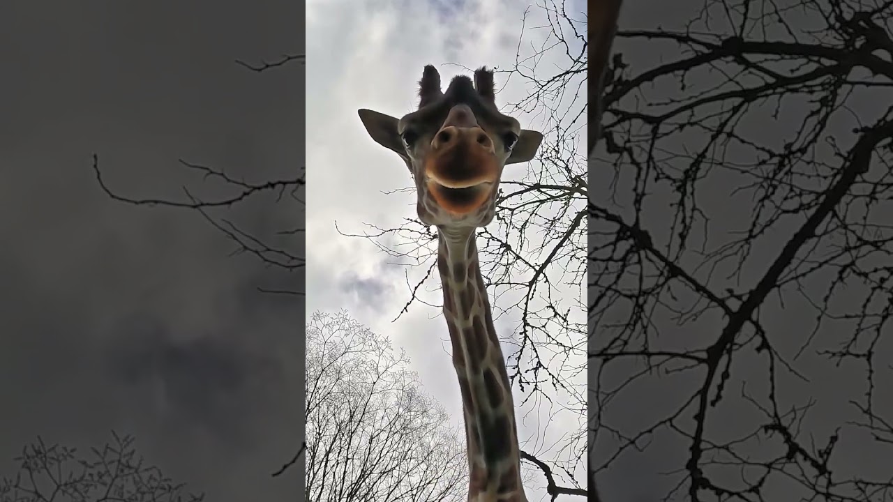 Get ready to meet a towering and majestic giraffe