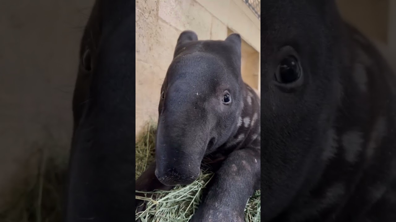 See a precious baby tapir relaxing in its enclosure