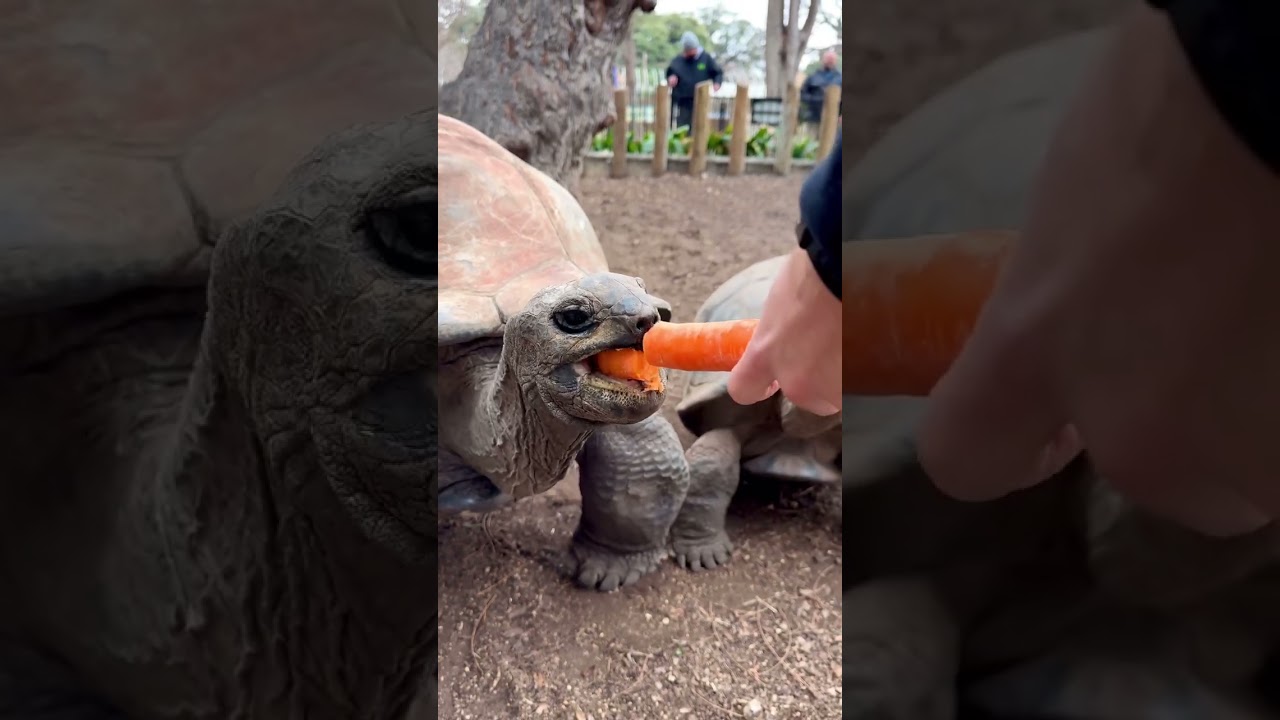 Turtle Destroys Carrot with Impressive Crunch