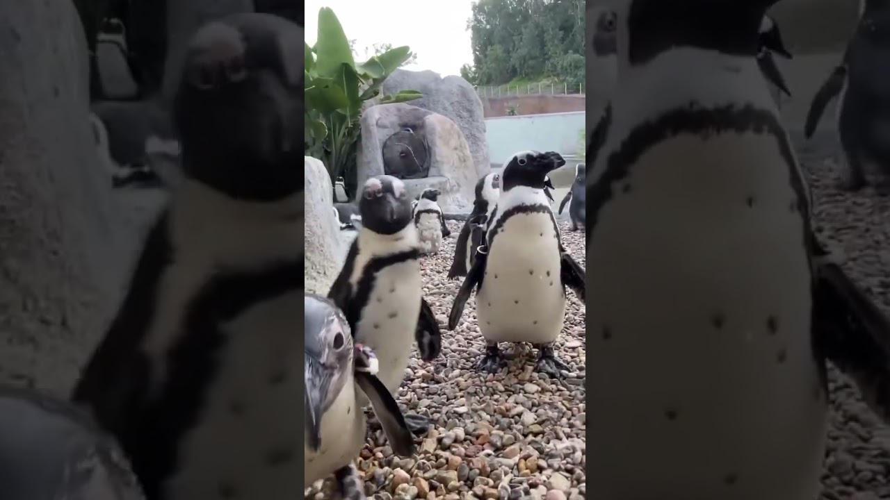 African penguins waddle and play along the shore