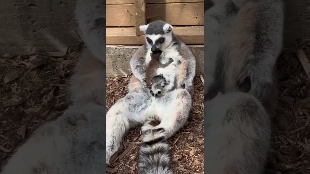 See an adorable baby lemur climbing on tree branches