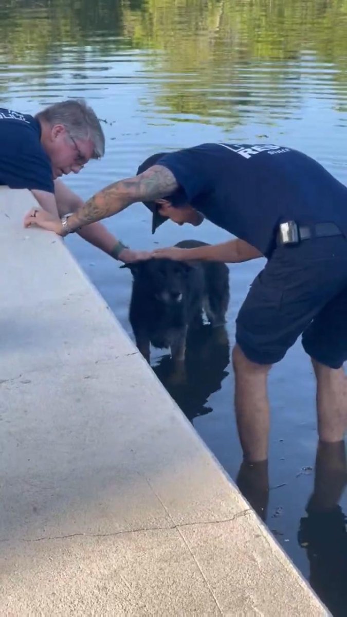 Watch: Dog rescued from canal reunites with family after 6-year absence