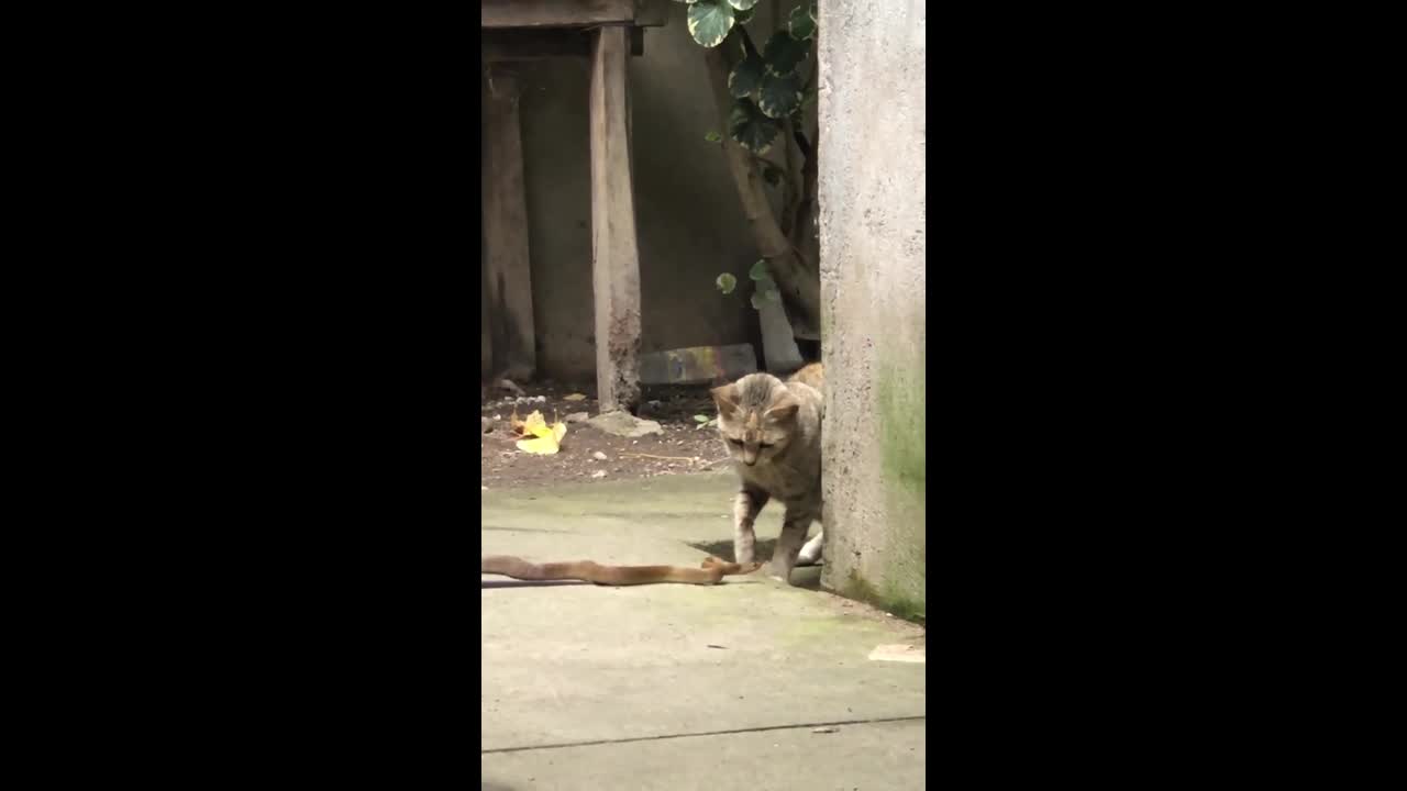 Pet cat tackles snake caught slithering through family's garden