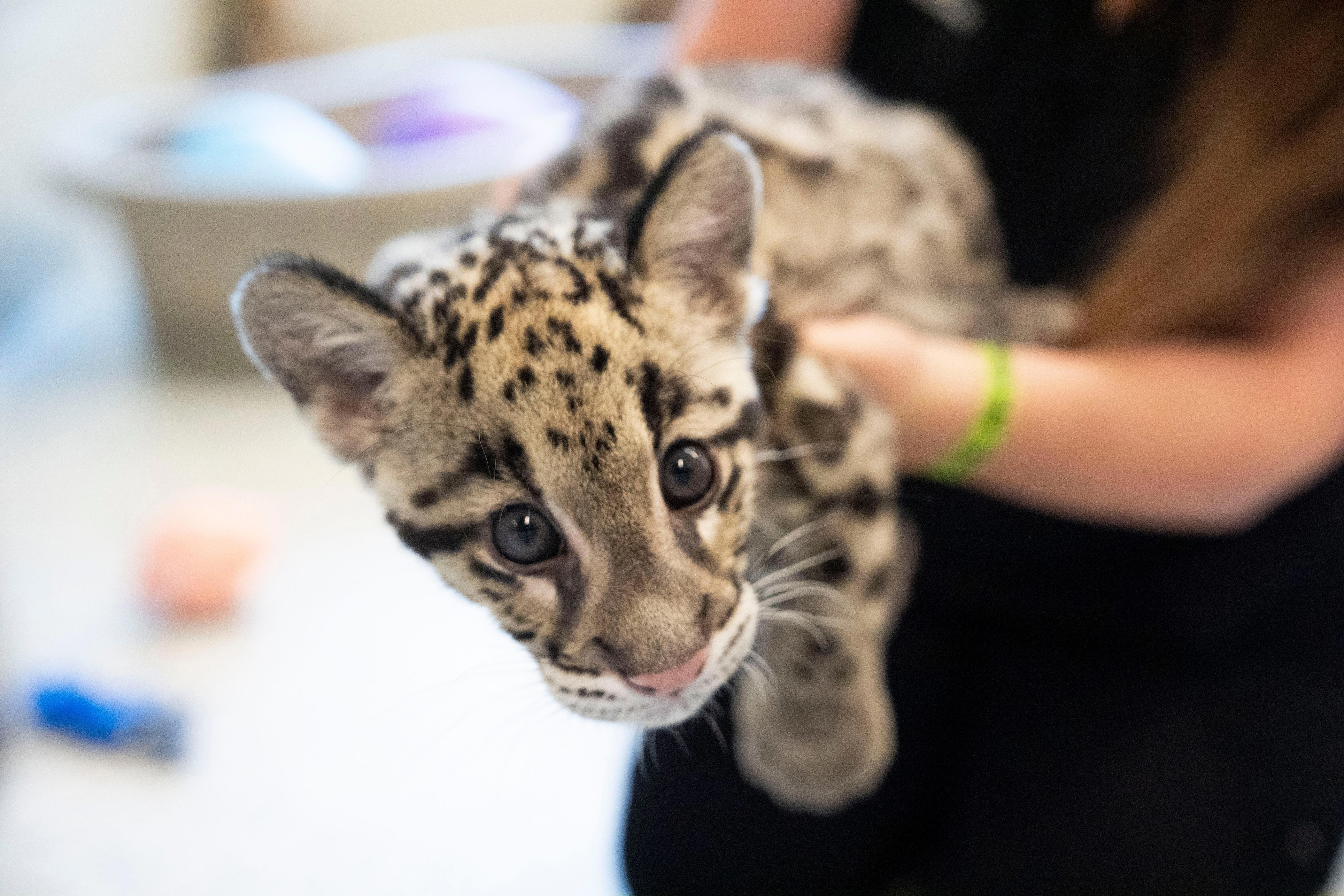 Nashville Zoo appeals proposed data center project as opposition grows
