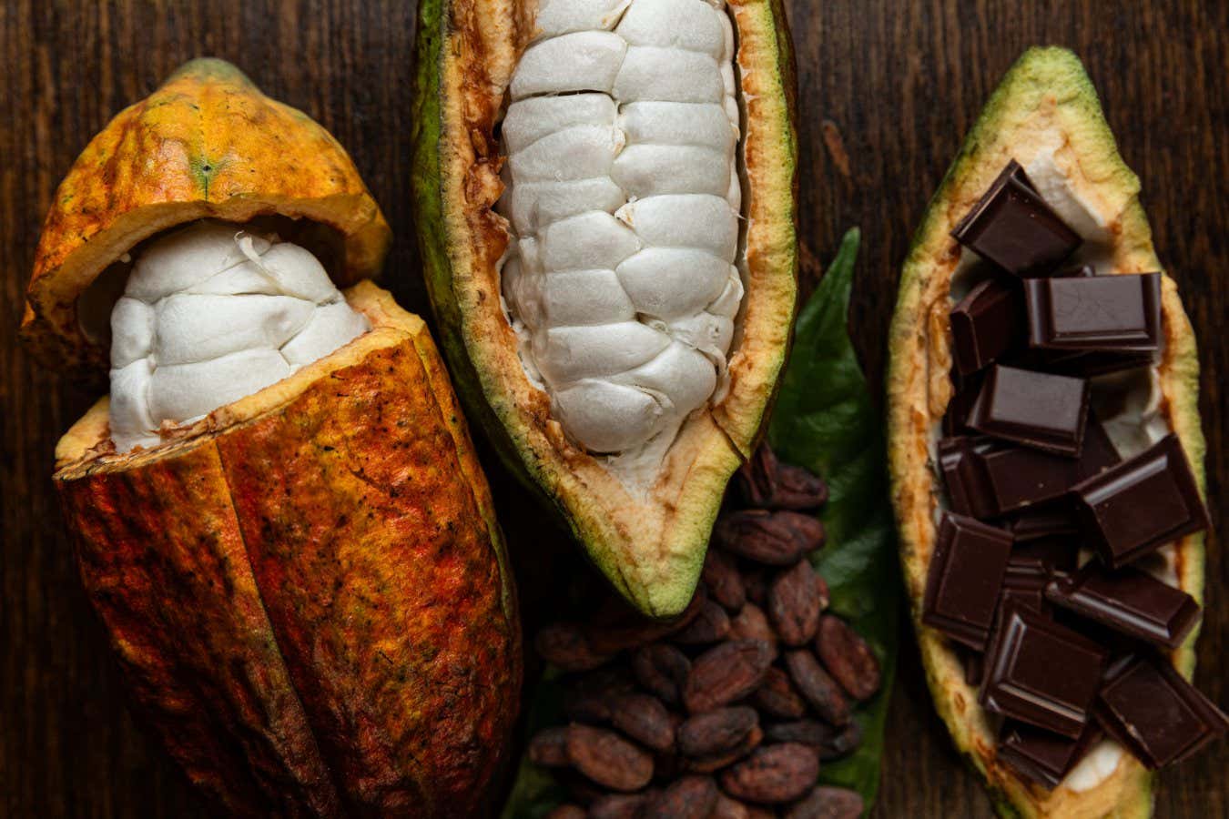 How cocoa beans' microbiomes are key to the finest chocolate flavours