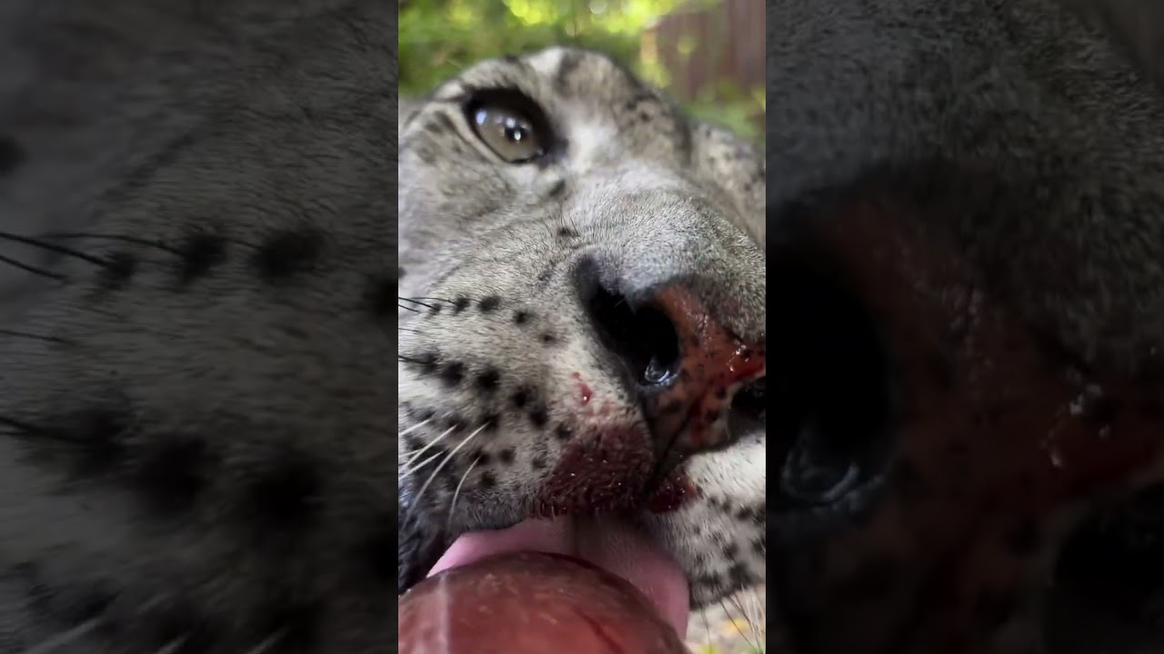 POV: You meet a snow leopard’s icy treat